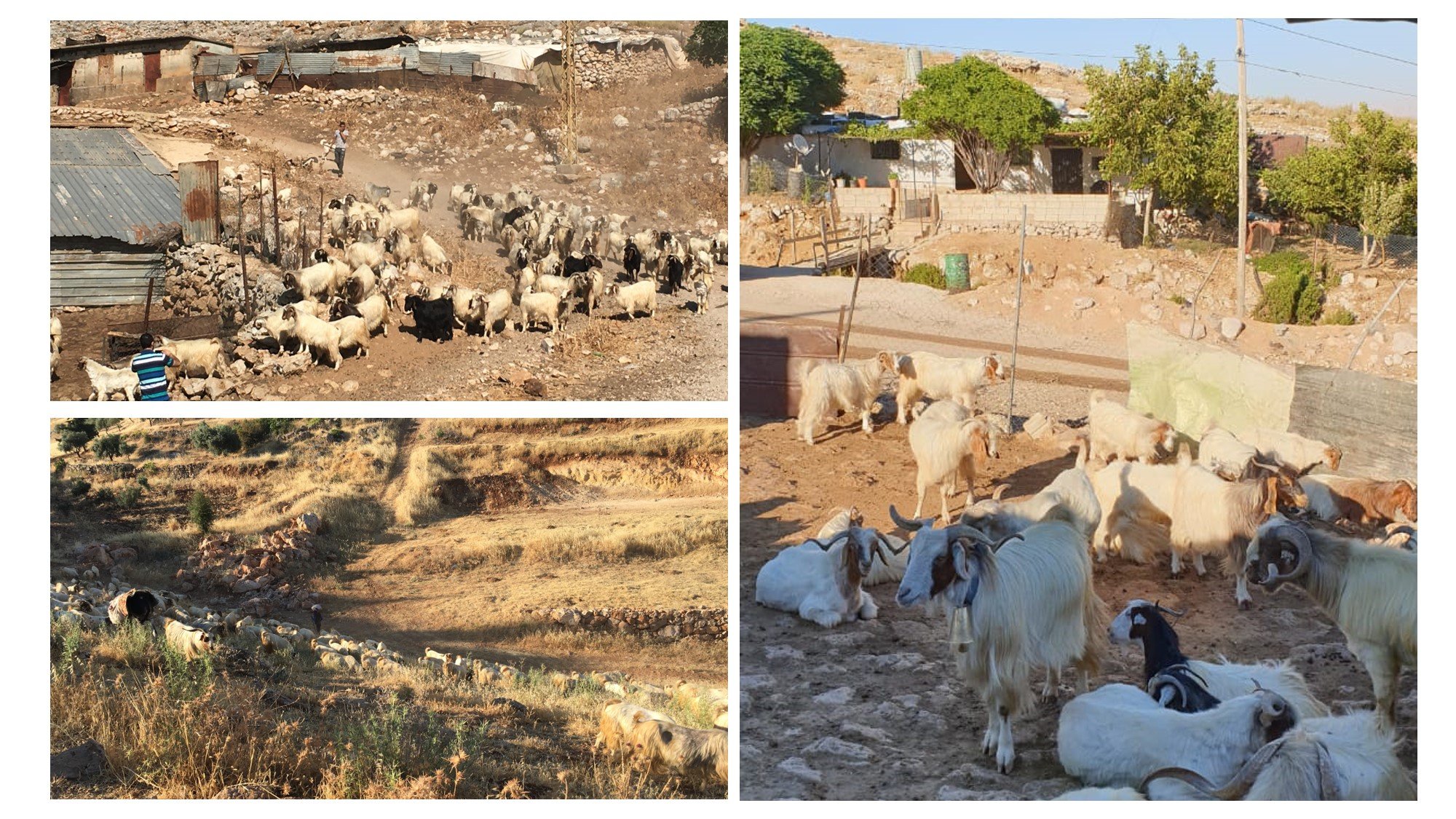 Project 9-331 Lebanon